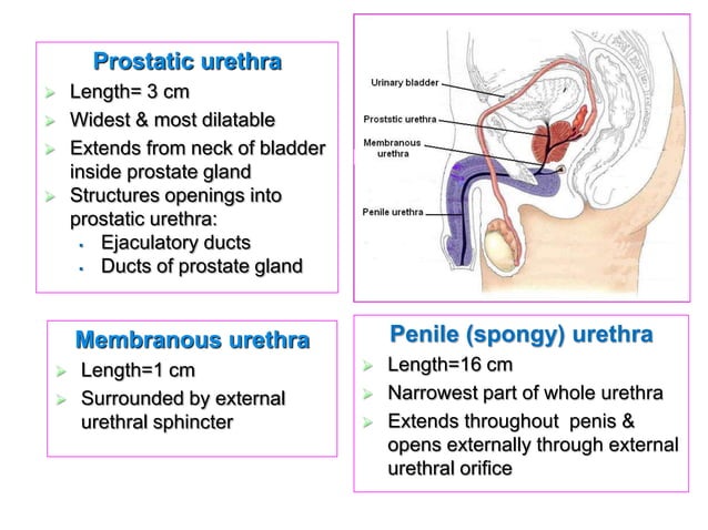 Lecture 2- Anatomy of Ureter, Urinary Bladder & Urethra.ppt | Reproductive Health | Diseases and ...