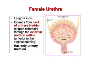 Lecture 2- Anatomy of Ureter, Urinary Bladder & Urethra.ppt