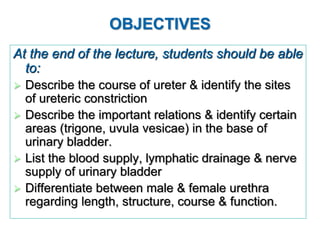 Lecture 2- Anatomy of Ureter, Urinary Bladder & Urethra.ppt