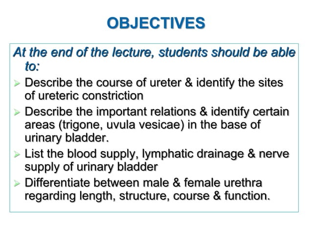 Lecture 2- Anatomy of Ureter, Urinary Bladder & Urethra.ppt | Reproductive Health | Diseases and ...
