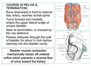 Lecture 2- Anatomy of Ureter, Urinary Bladder & Urethra.ppt
