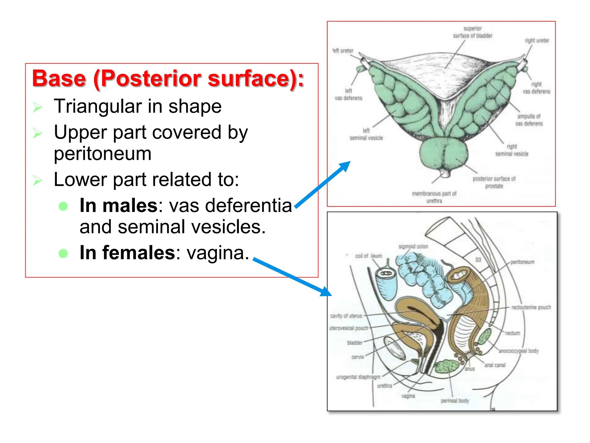 Lecture 2- Anatomy of Ureter, Urinary Bladder & Urethra.ppt
