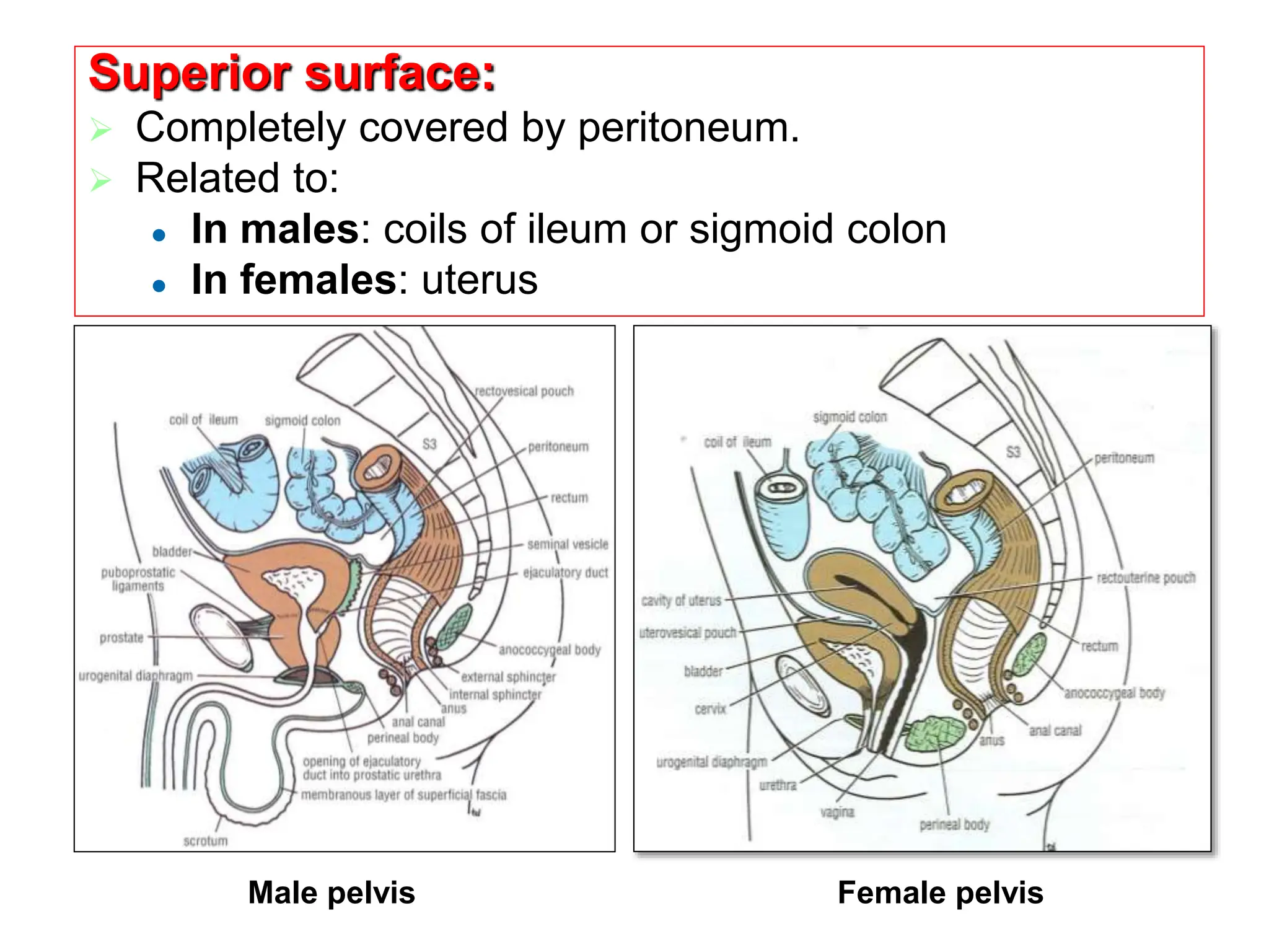 Lecture 2- Anatomy of Ureter, Urinary Bladder & Urethra.ppt