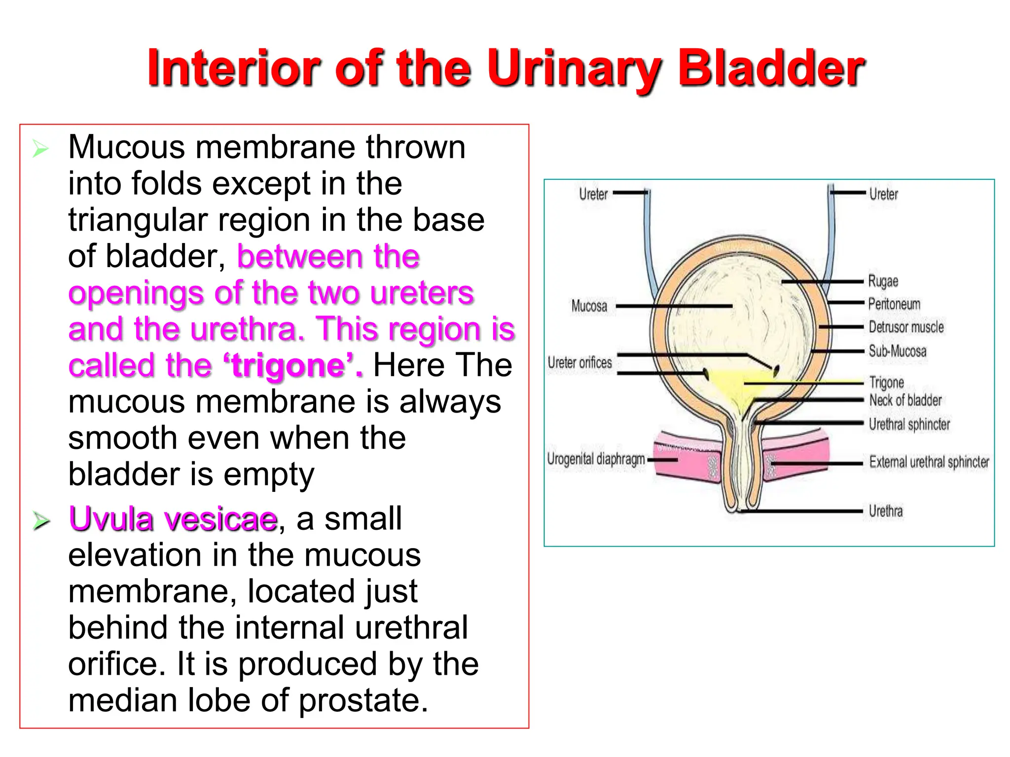 Lecture 2- Anatomy of Ureter, Urinary Bladder & Urethra.ppt