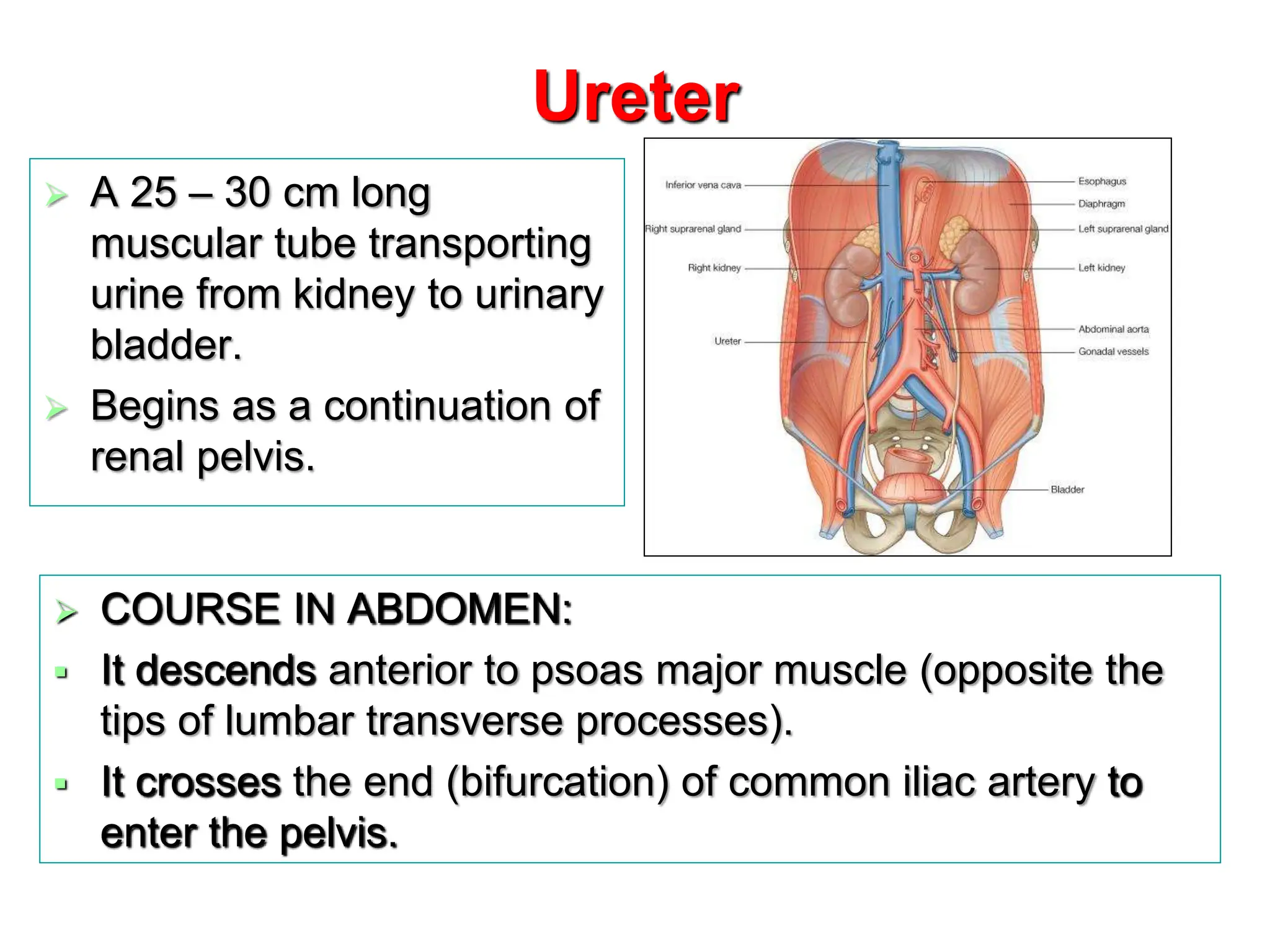 Lecture 2- Anatomy of Ureter, Urinary Bladder & Urethra.ppt