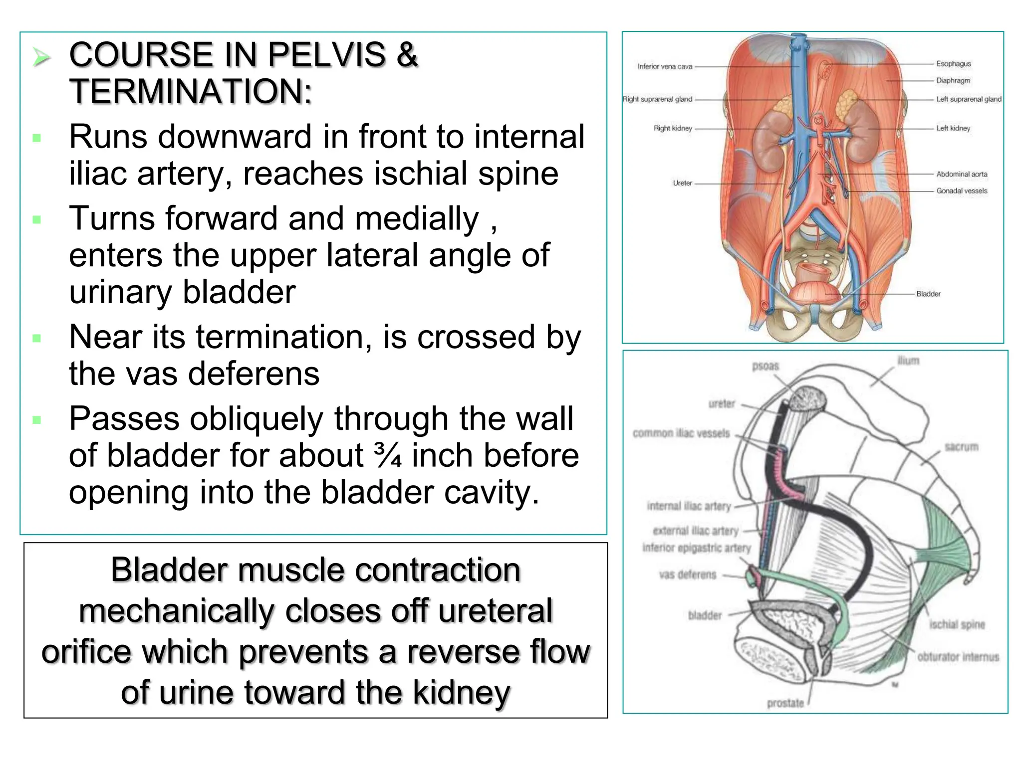 Lecture 2- Anatomy of Ureter, Urinary Bladder & Urethra.ppt