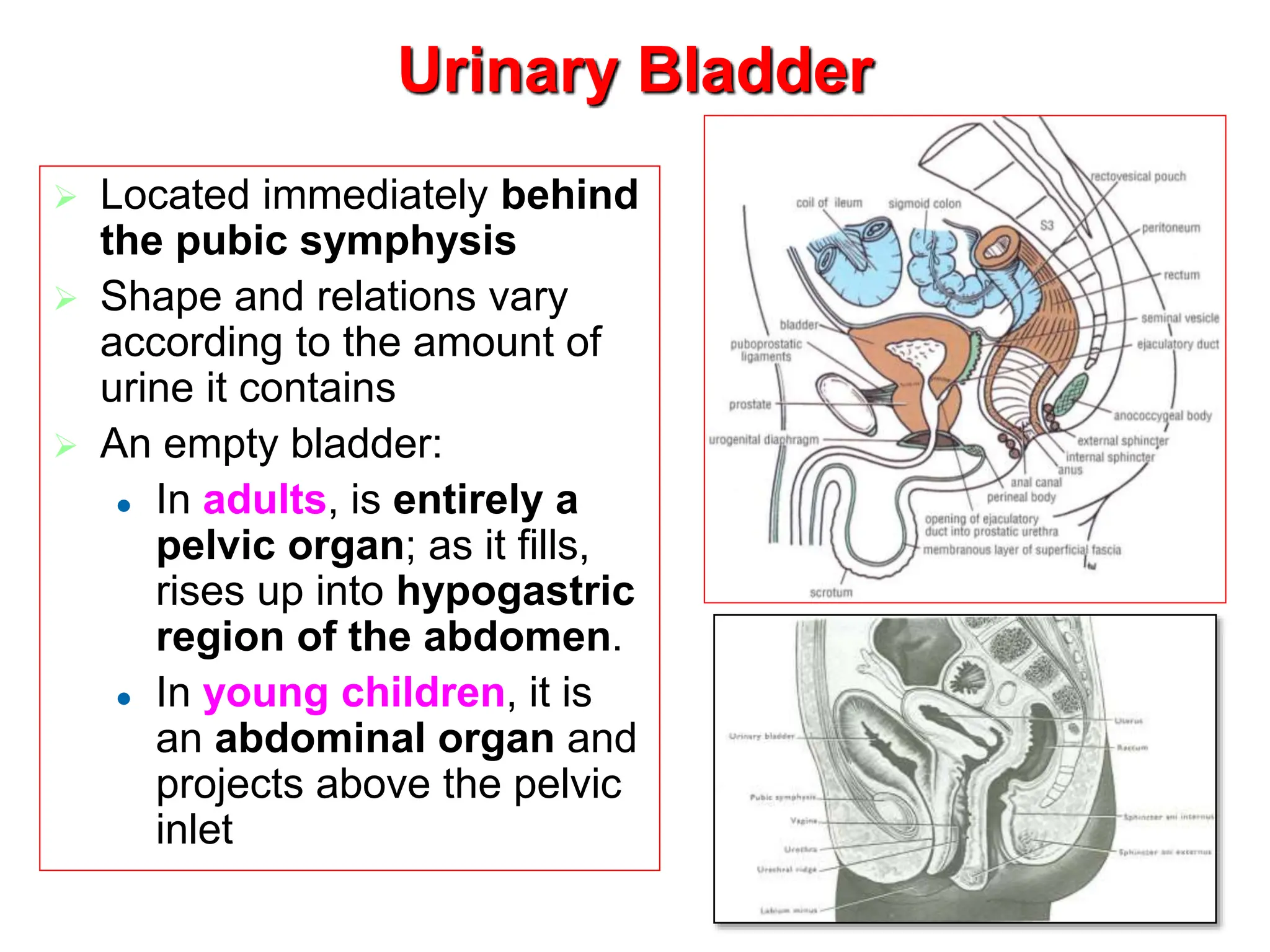 Lecture 2- Anatomy of Ureter, Urinary Bladder & Urethra.ppt