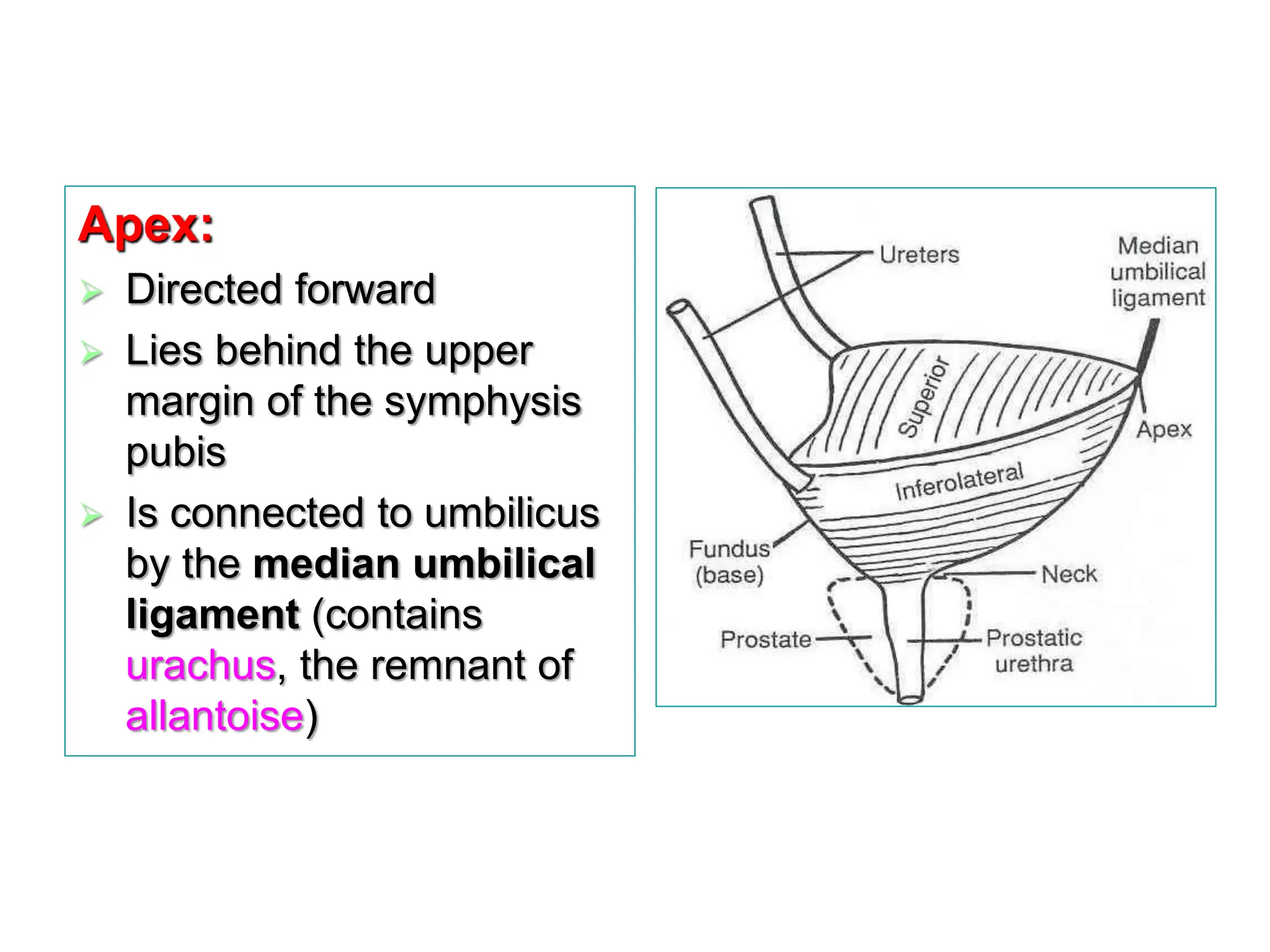 Lecture 2- Anatomy of Ureter, Urinary Bladder & Urethra.ppt