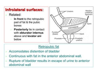 Lecture 2- Anatomy of Ureter, Urinary Bladder & Urethra.ppt