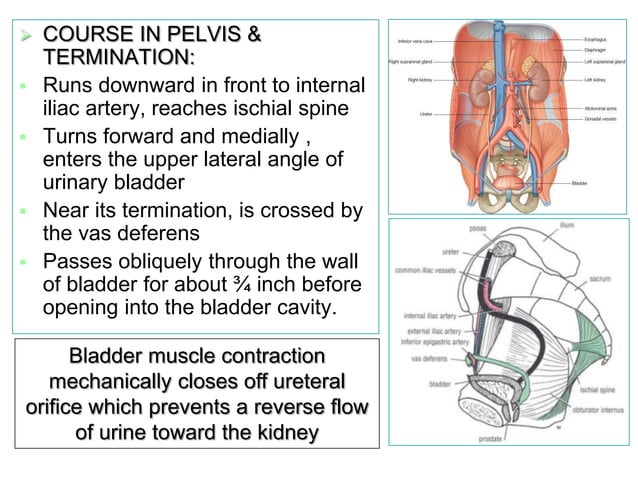 Lecture 2- Anatomy of Ureter, Urinary Bladder & Urethra.ppt