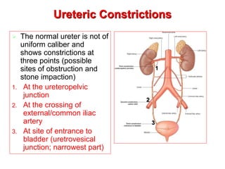 Lecture 2- Anatomy of Ureter, Urinary Bladder & Urethra.ppt