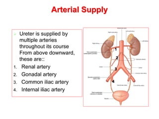 Lecture 2- Anatomy of Ureter, Urinary Bladder & Urethra.ppt