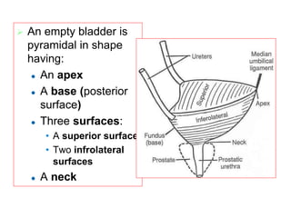 Lecture 2- Anatomy of Ureter, Urinary Bladder & Urethra.ppt