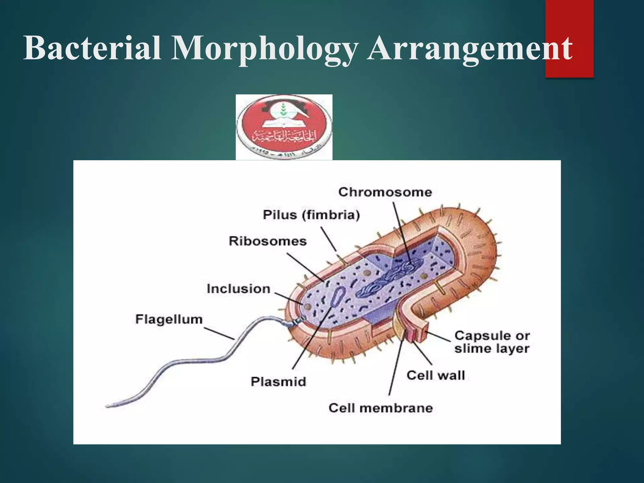 Bacterial Cell Structure And Function 1 Ppt