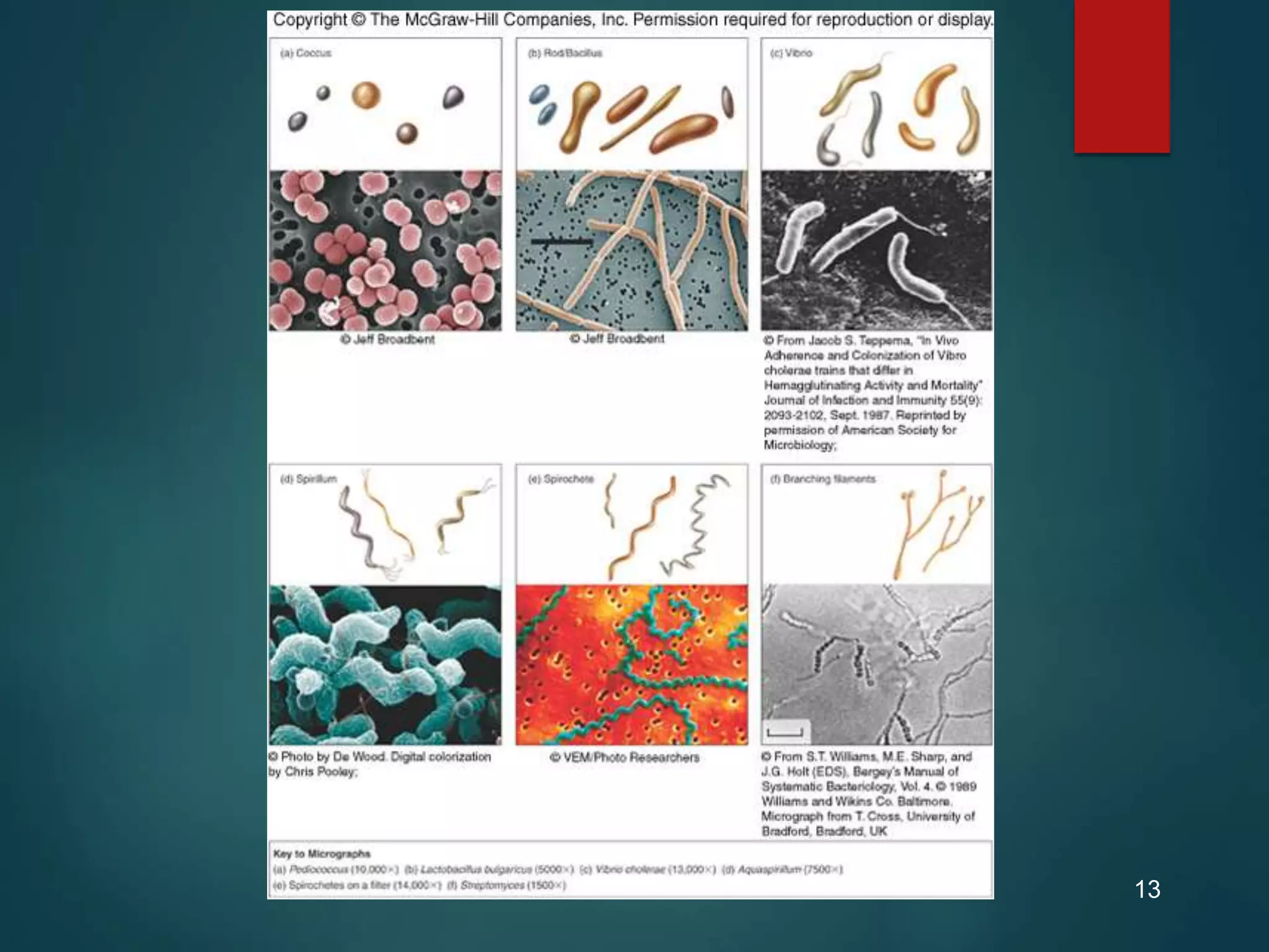 Bacterial Cell structure and Function (1).ppt