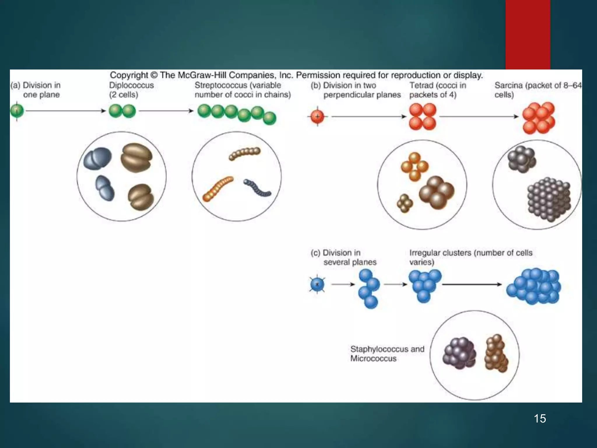 Bacterial Cell structure and Function (1).ppt