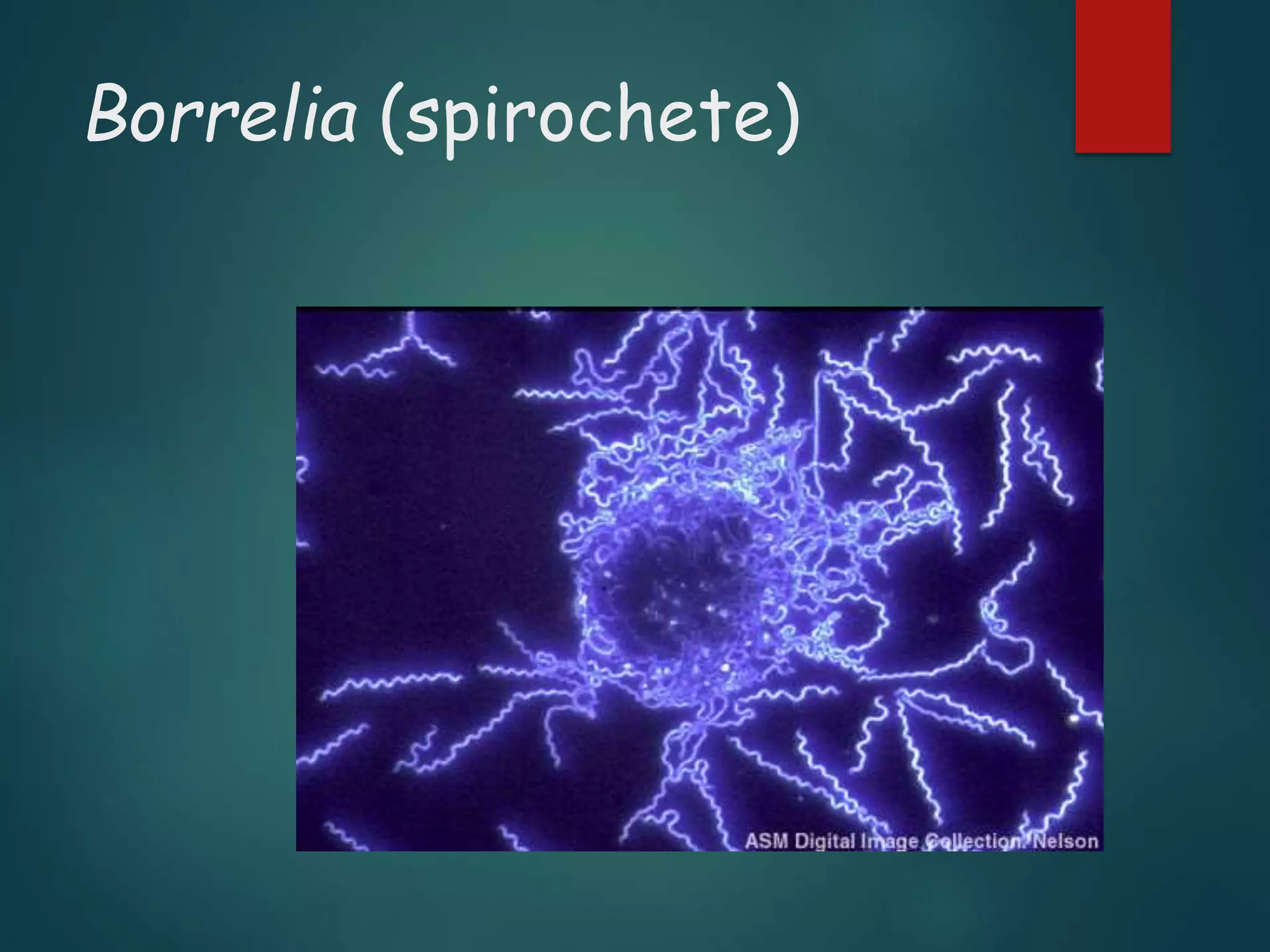 Bacterial Cell structure and Function (1).ppt