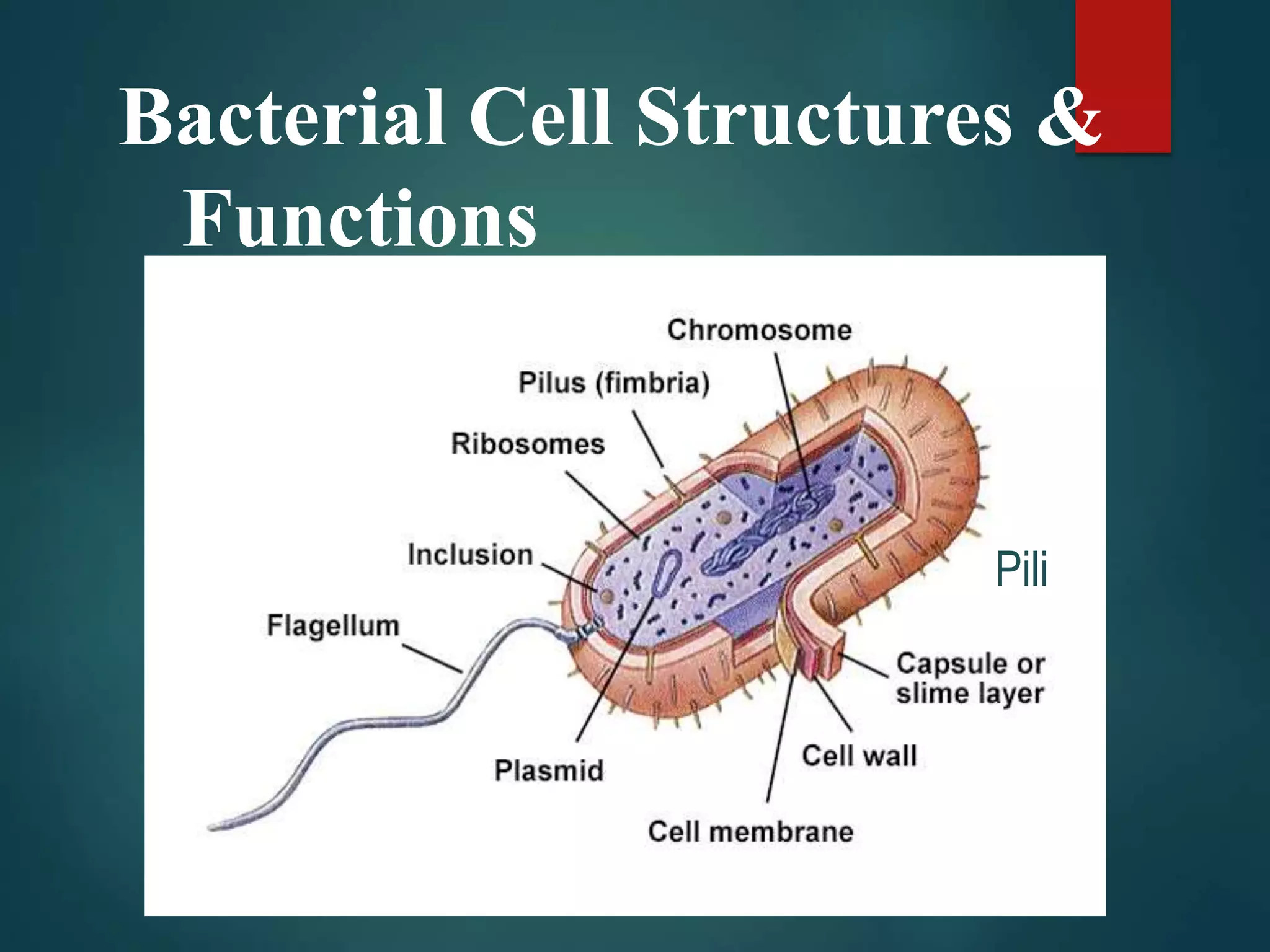 Bacterial Cell structure and Function (1).ppt