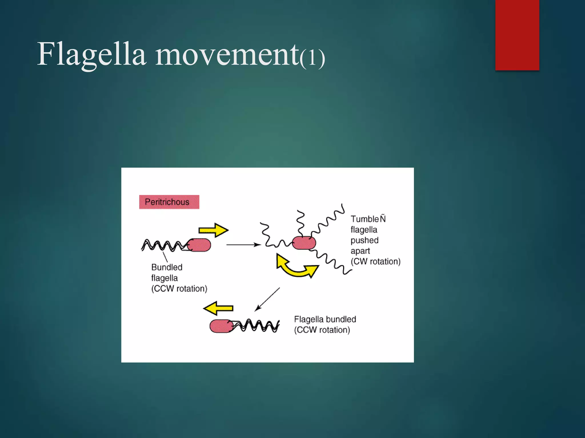Bacterial Cell structure and Function (1).ppt