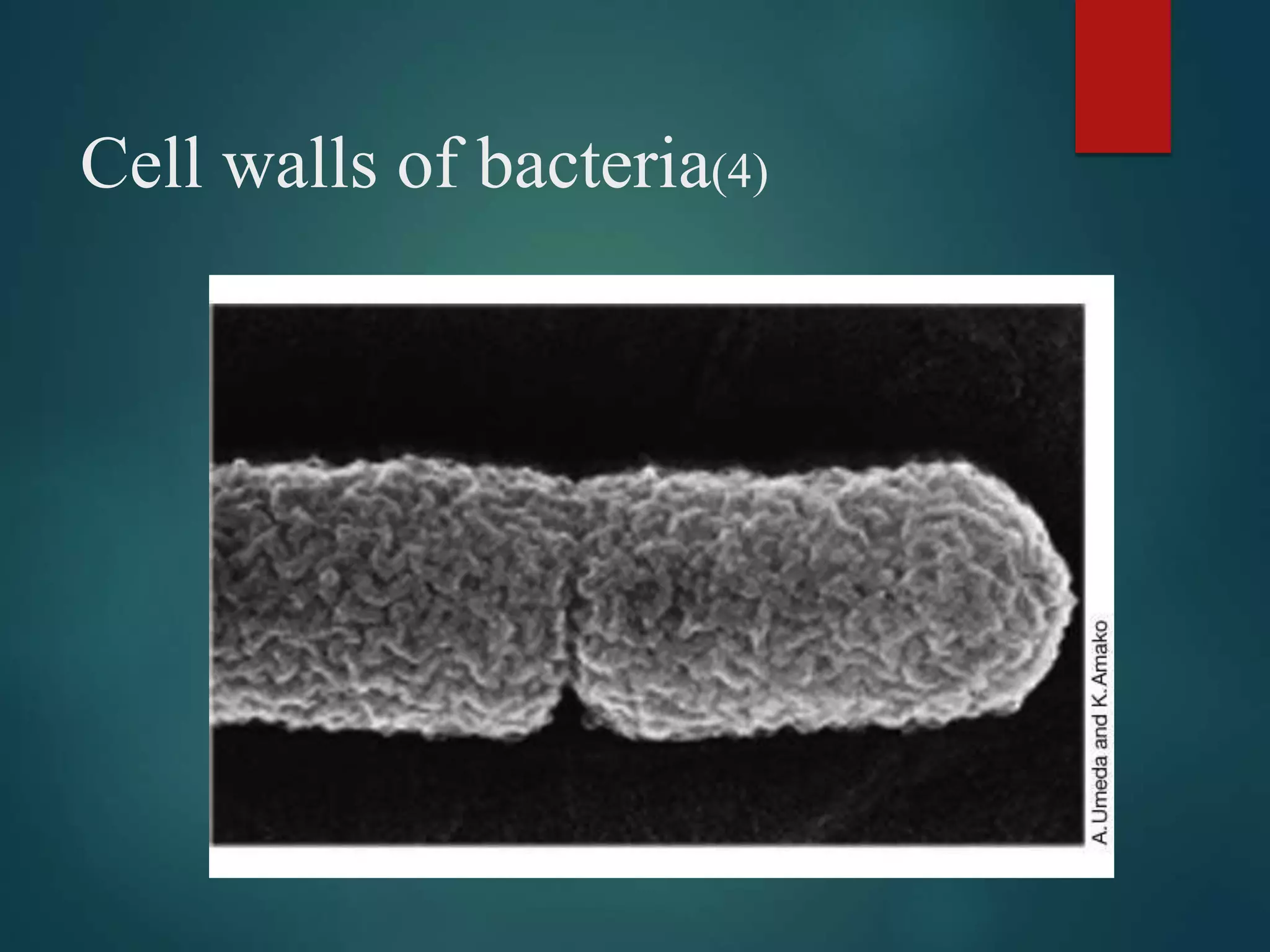 Bacterial Cell structure and Function (1).ppt