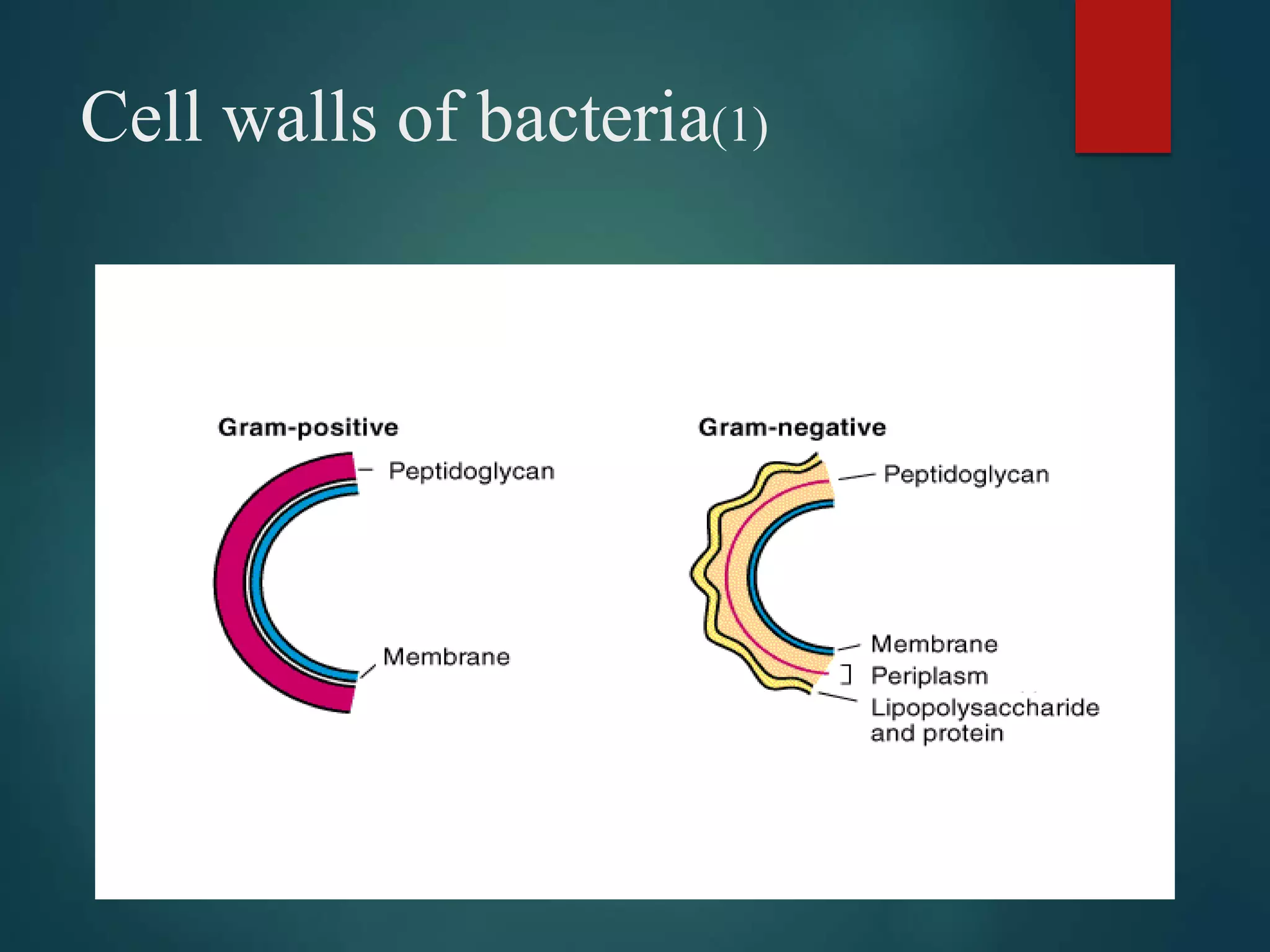 Bacterial Cell structure and Function (1).ppt