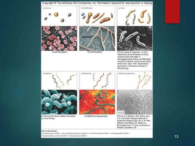 Bacterial Cell structure and Function (1).ppt