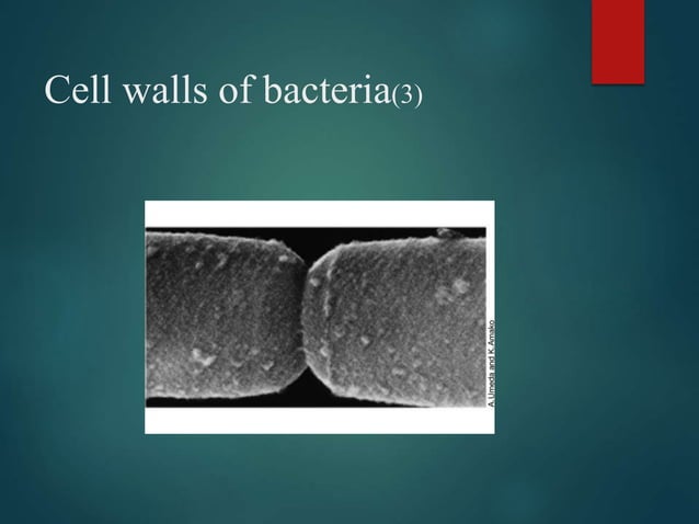 Bacterial Cell structure and Function (1).ppt