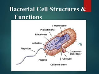 Bacterial Cell Diagram And Functions