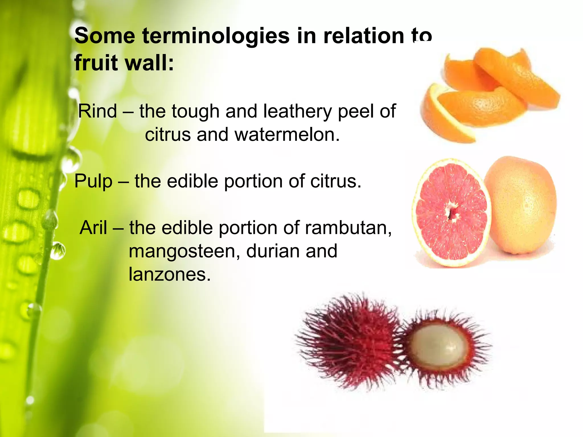 Lecture 2: Biological Aspect of Postharvest Handling of Crops | PPT