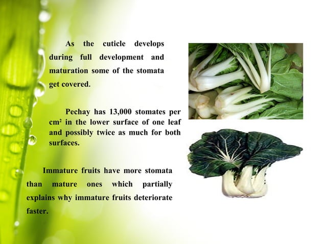 Lecture 2: Biological Aspect of Postharvest Handling of Crops | PPT ...