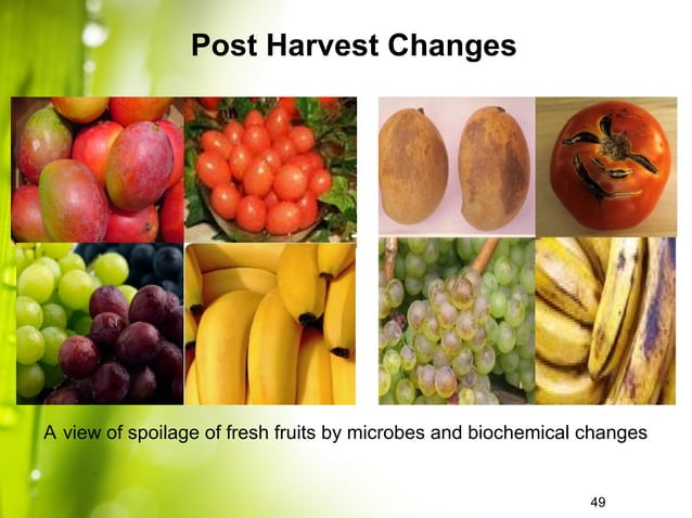 Lecture 2: Biological Aspect of Postharvest Handling of Crops | PPT ...