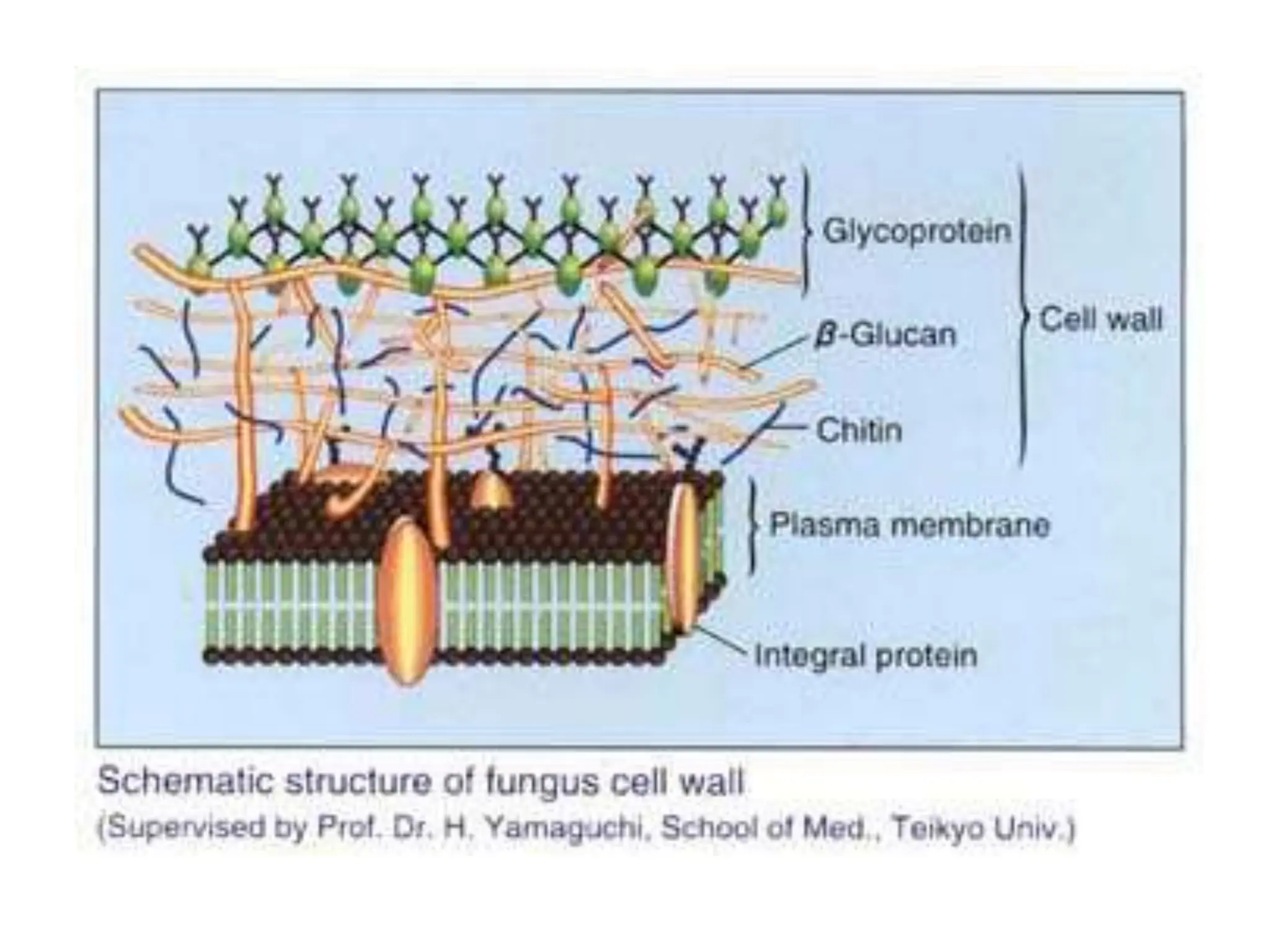 Lecture 2- on Cell Structures.ppt biology | PPT
