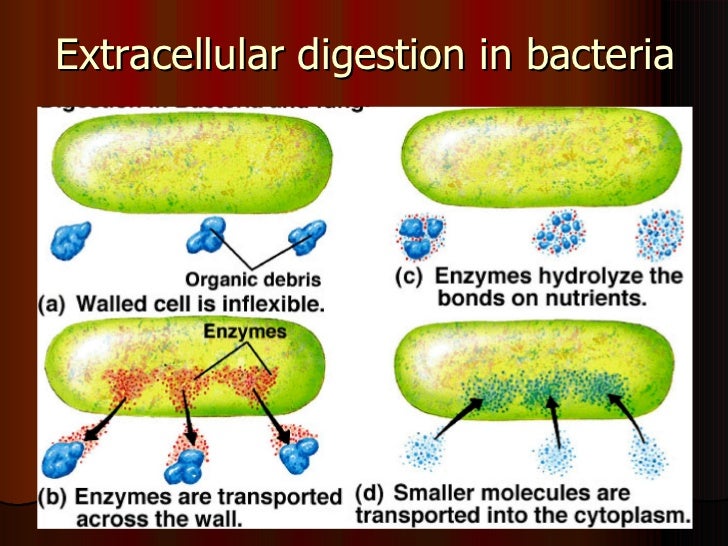 Strategies For Extracellular Digestion Of Complex