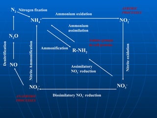 Lecture 2 -Ecosystems structure and functioning.ppt