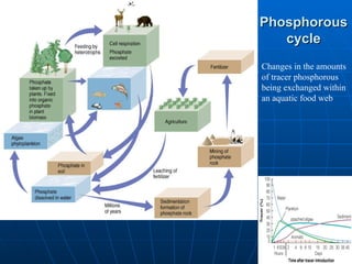 Lecture 2 -Ecosystems structure and functioning.ppt