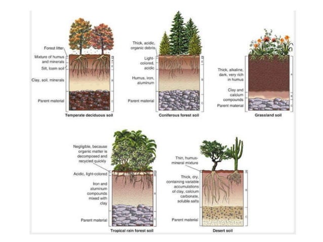 Lecture 2. edaphic factors | PPT