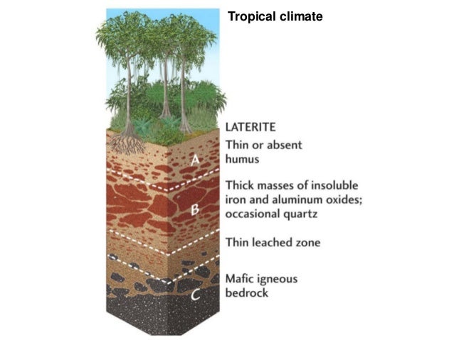 Lecture 2. edaphic factors