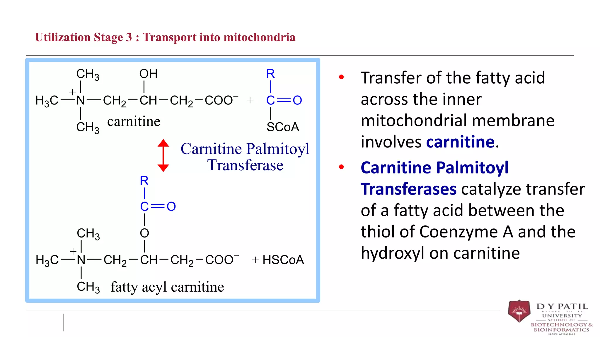 Lecture 2- Fatty acid activation and carnitine shuttle.pptx