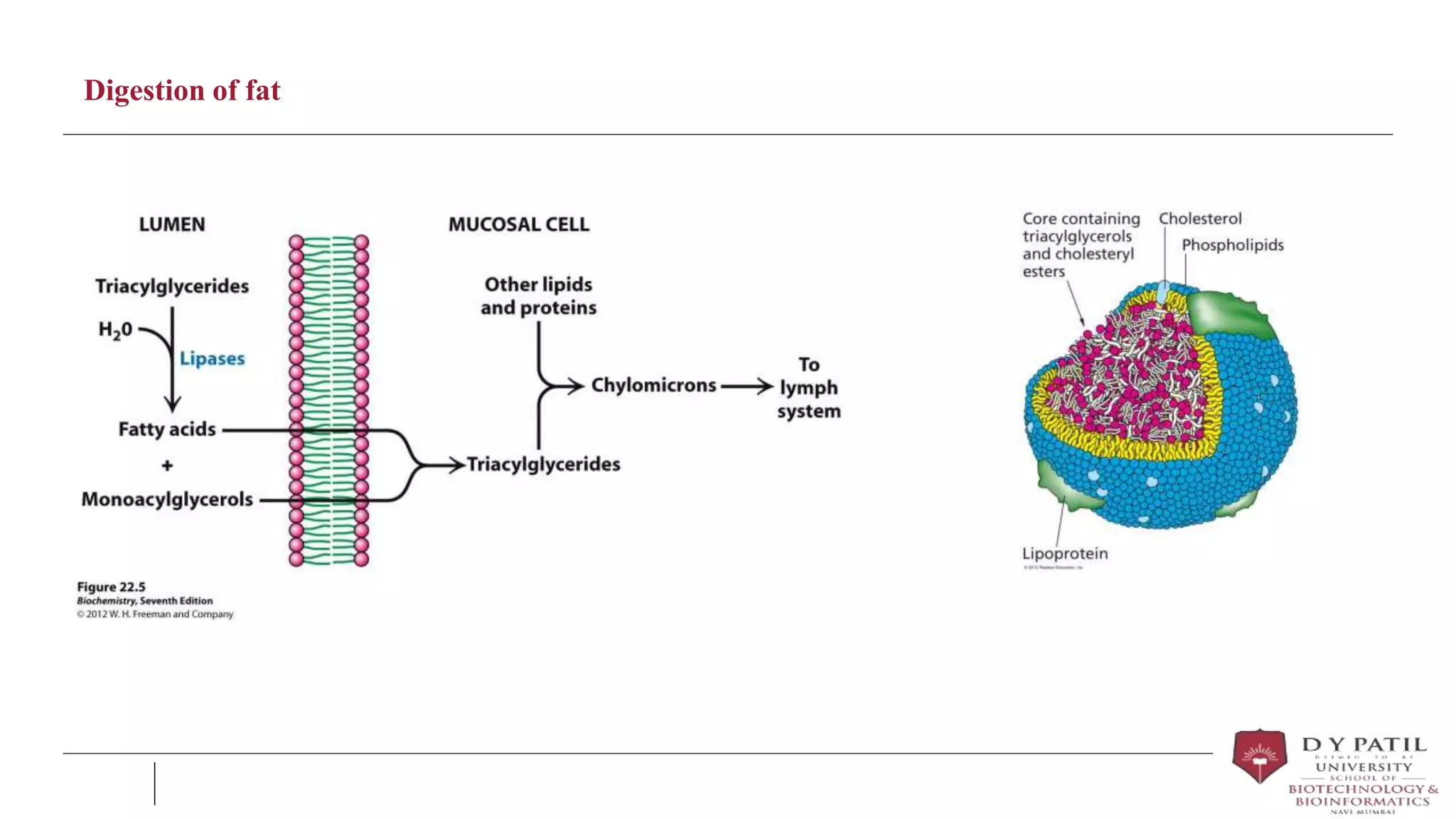 Lecture 2- Fatty acid activation and carnitine shuttle.pptx