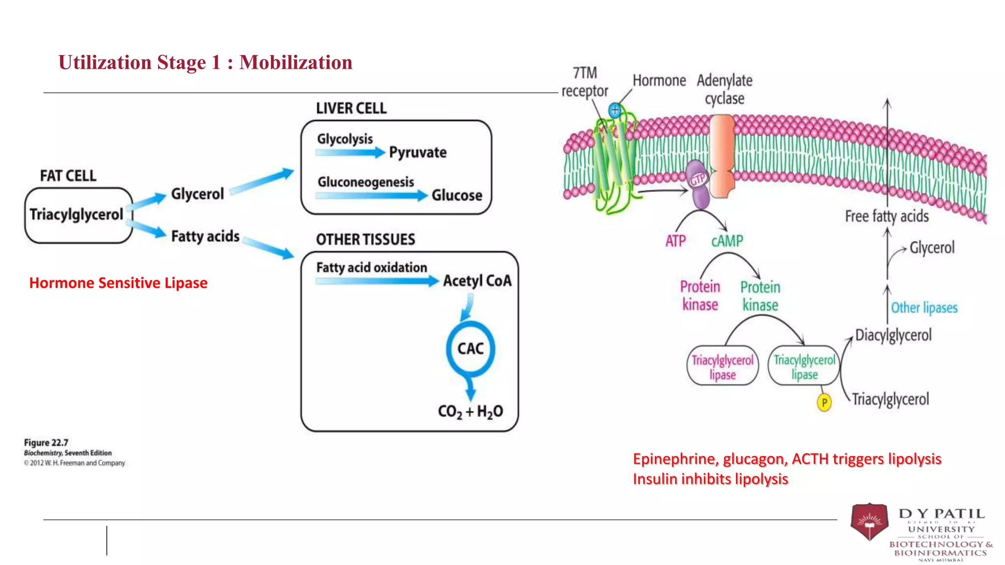 Lecture 2- Fatty acid activation and carnitine shuttle.pptx