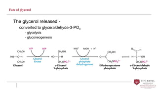 Lecture 2- Fatty acid activation and carnitine shuttle.pptx
