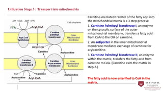 Carnitine Shuttle System