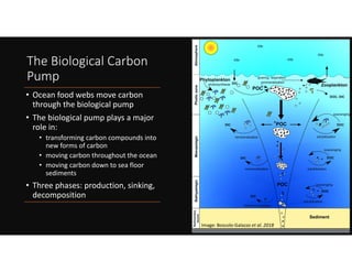 Understanding the Biological Carbon Pump and Oceanic Food Webs in ...