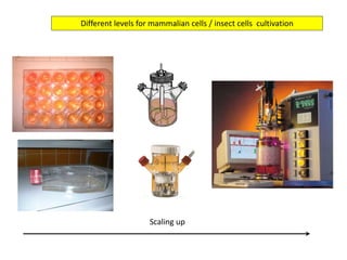 Lecture 2 introduction to bioprocess | PPTX