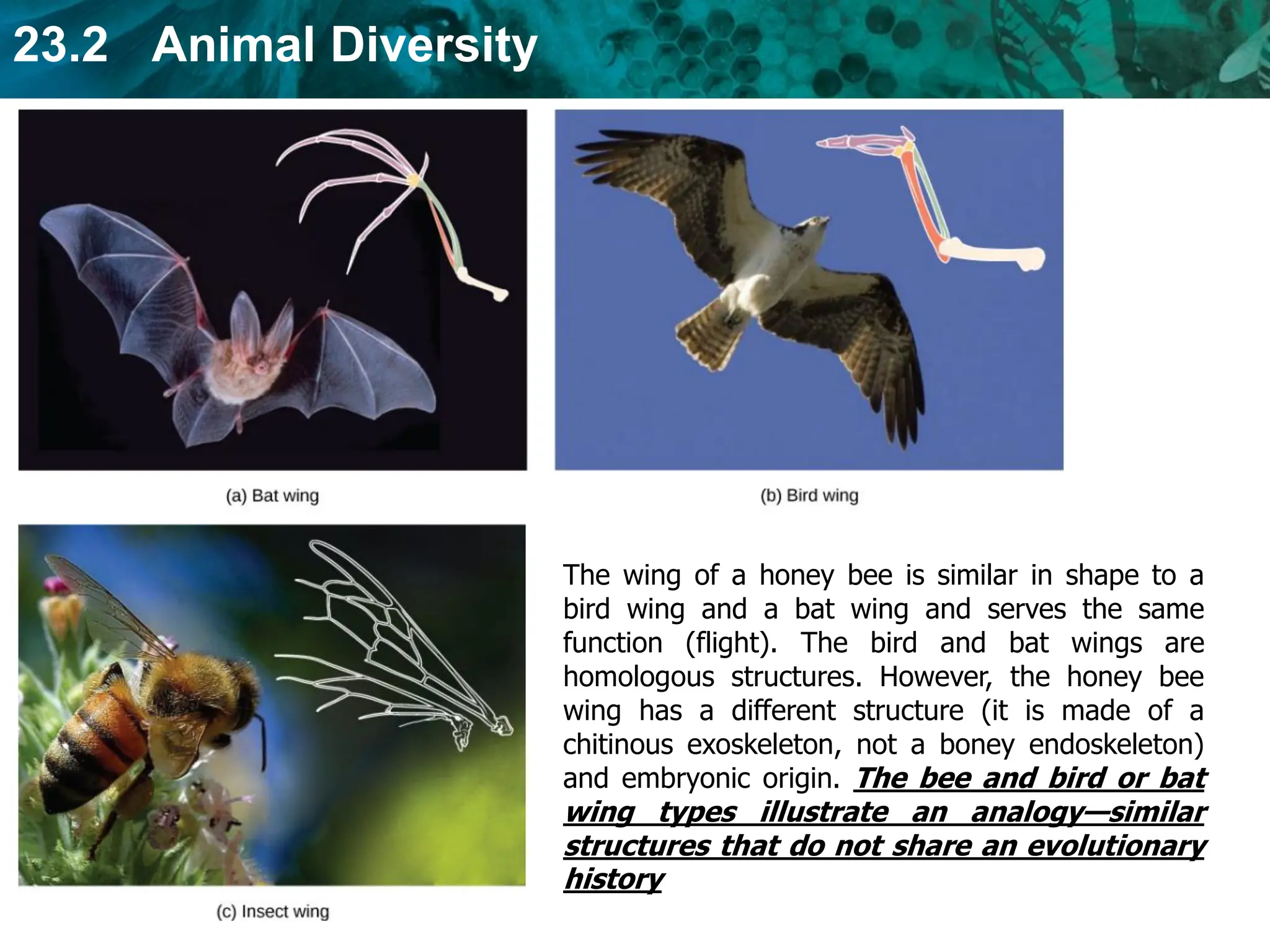 ZOO102 Invertebrate Zoology Invertebrate Classification and ...