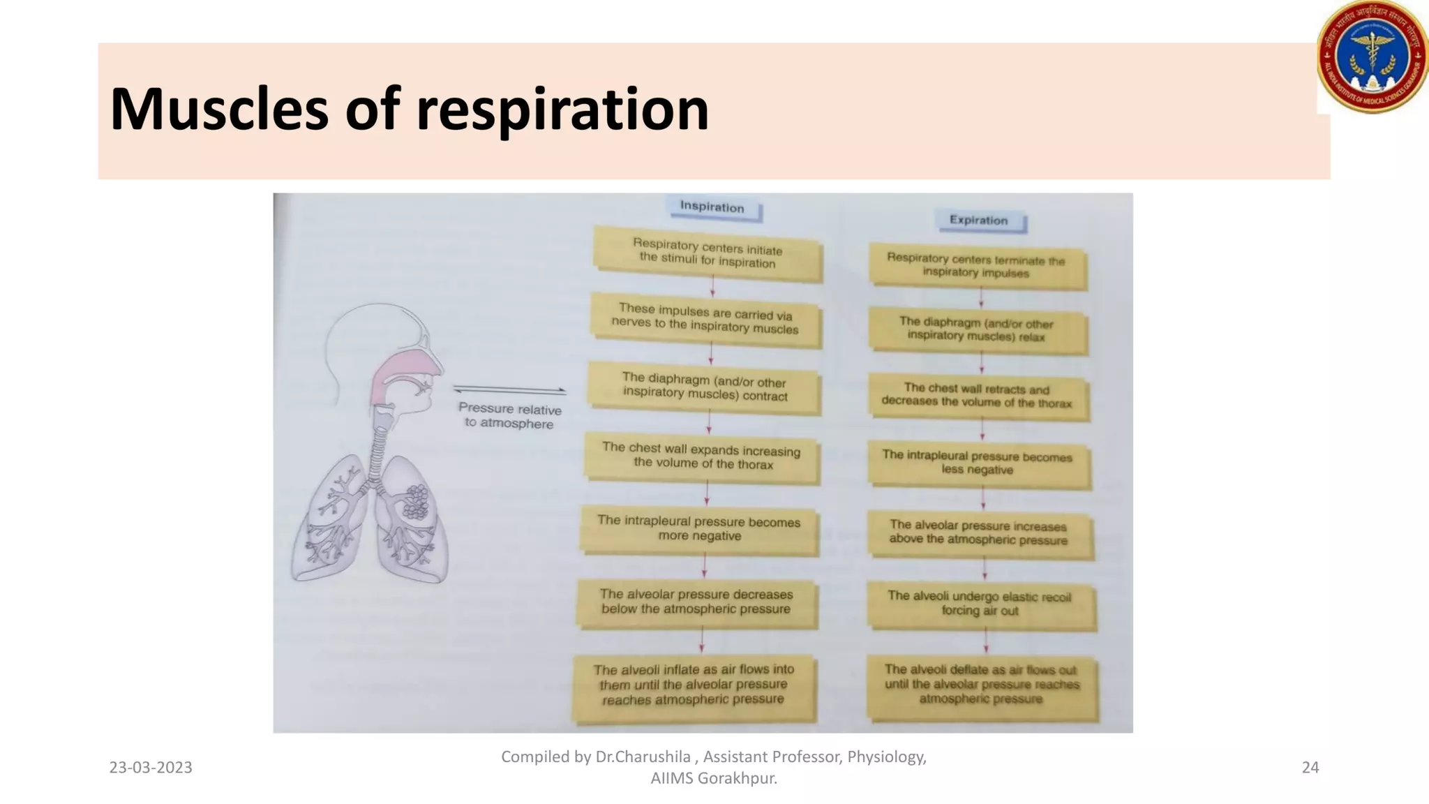 lecture 2/2023-Respiratory Physiology - Mechanics of respiration.pdf | PDF
