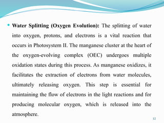 lecture 2- Metals at the Center of Photosynthesis.pptx