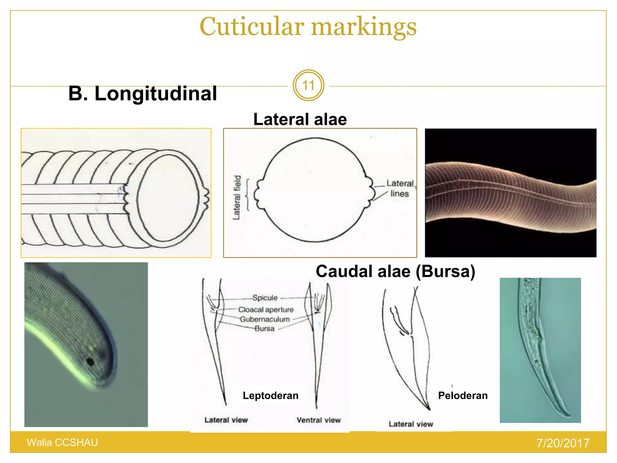 nematodes morphology | PPSX