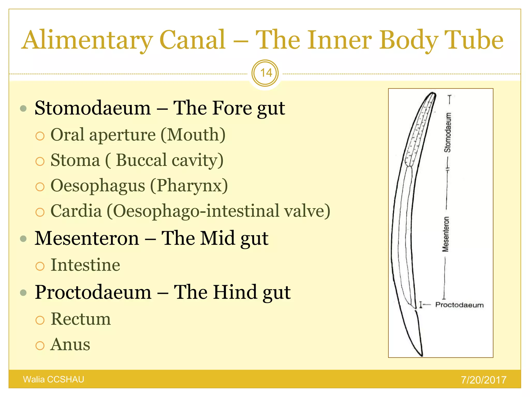 nematodes morphology | PPSX