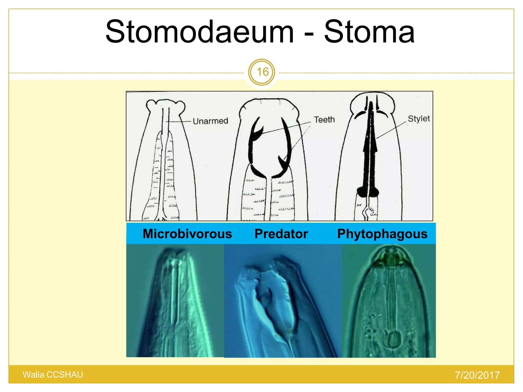 nematodes morphology | PPSX